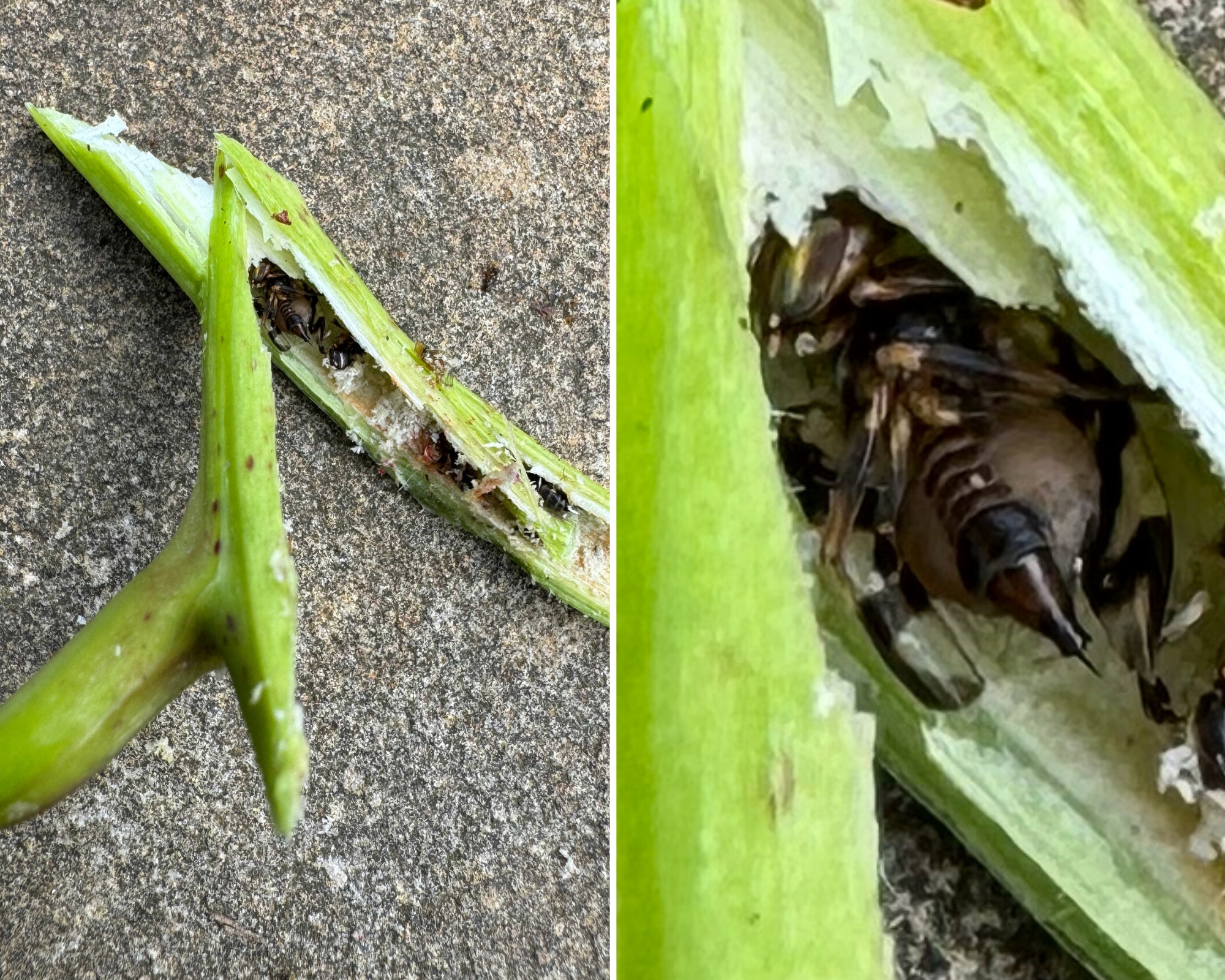 peony borer – Home is Where the Boat Is